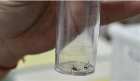 Dengue confirman cinco muertes y los casos van en aumento en todo el país RocaNoticias