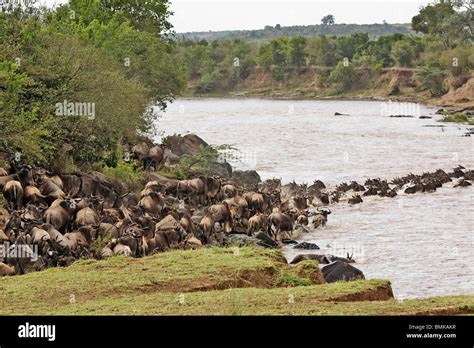 Wildebeest Migration Across Mara River Connochaetes Taurinus Masai