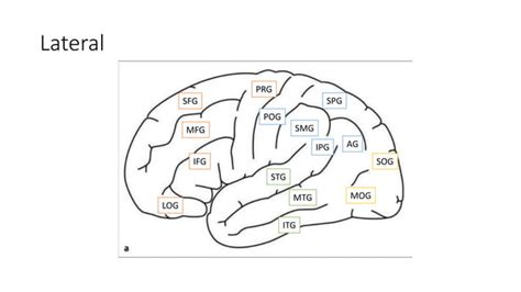 Cortical Anatomy And Functionpptx