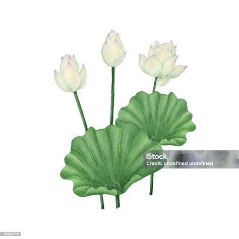 Ilustración De Pintura Acuarela De La Ilustración De Lotus Flores Sobre