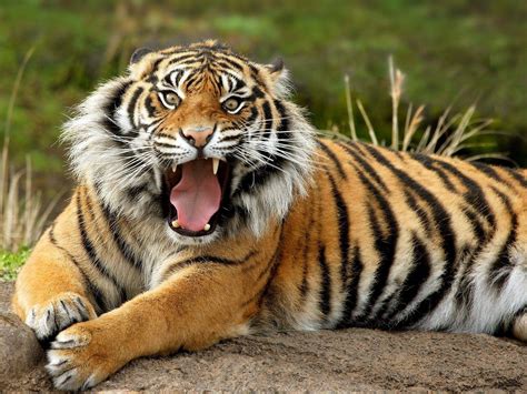 Top 999 Angry Tiger Wallpaper Full Hd 4k Free To Use