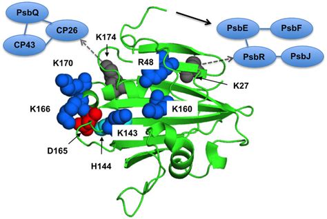 The Proposed Interaction Surface Of The Extrinsic Psbp Protein With