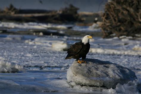 The Top 10 Excursions To Take In Haines Alaska Alaska By Ship