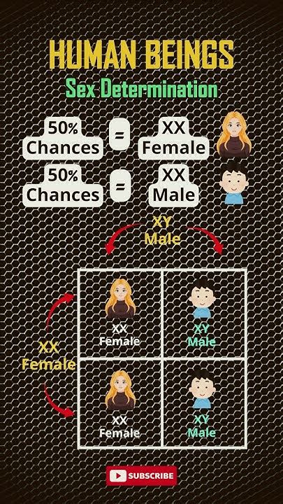 Sex Determination In Humans Explained Simple And Clear Concepts 🌟 Youtube