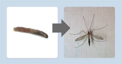 Did You Know These 10 Facts About Mosquito Eaters Honor Services