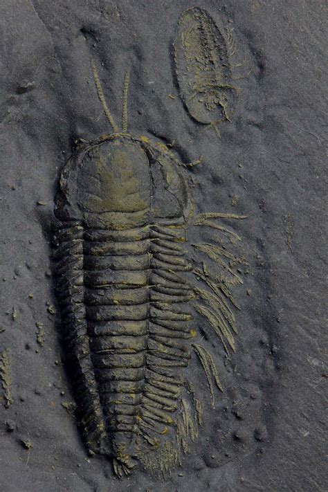 Rare Pyritized Triarthrus Trilobites Triple Specimen Fossil Realm