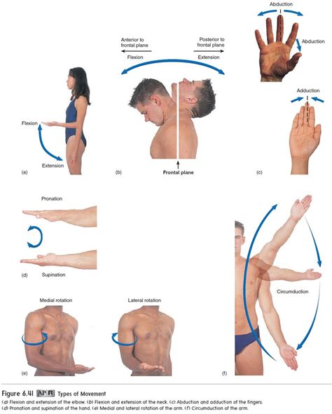 Joint Movements Diagram Quizlet