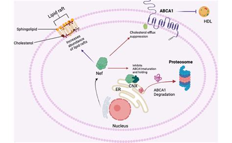An Illustration Showing How The Abca1 Genes Ability To Produce Hdl Is