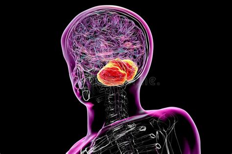 Human Brain With Highlighted Cerebellum 3d Illustration Cerebellum Is