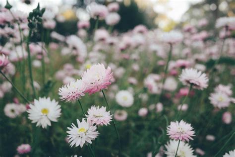 Flower Photography Backgrounds