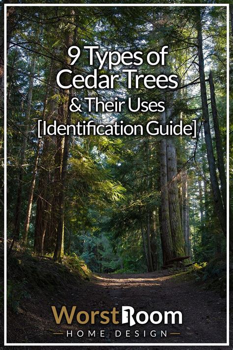 9 Types Of Cedar Trees And Their Uses Identification Guide Cedar