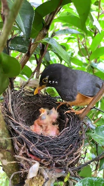 小家伙们刚出生鸟爸爸把食物都分给小鸟 Youtube