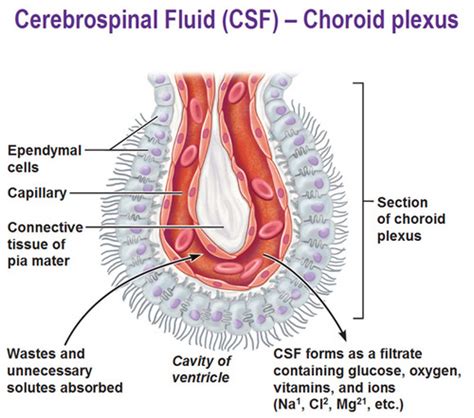 Human Anatomy Lecture Exam 2 Ch 15 Flashcards Quizlet