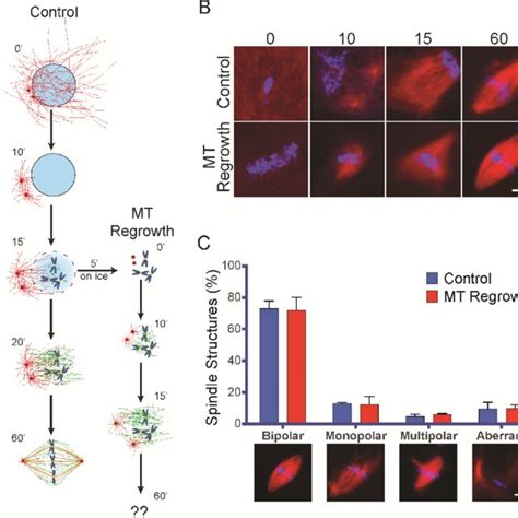 Spindle Assembly Is Compromised In Mitotic Cells That Undergo Mt