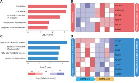Figure 5 From Proteomic Profiling Of Muscular Adaptations To Short Term Concentric Versus