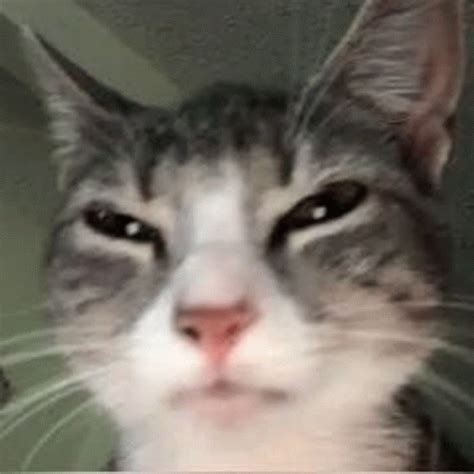 High Cat Meme High Cat Discover And Share S