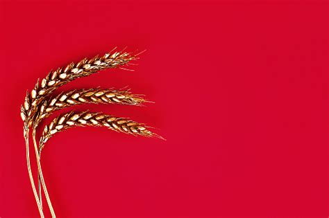 붉은 배경에 금색 페인트로 칠해진 밀의 귀 상단 트위스트 공간을 복사합니다 황금 밀 Shavuot에 대한 스톡 사진 및 기타