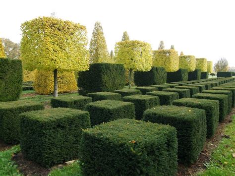 Topiary Plants Trees Deepdale Tree Nursery