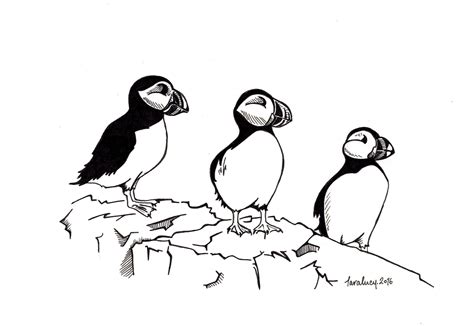 Puffin Drawing At Getdrawings Free Download
