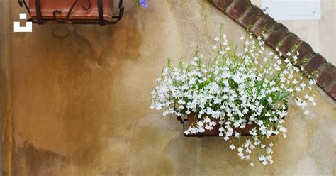 파란색과 흰색의 꽃잎이 달린 두 개의 꽃이 벽에 걸려 있습니다 사진 Unsplash의 무료 꽃 이미지