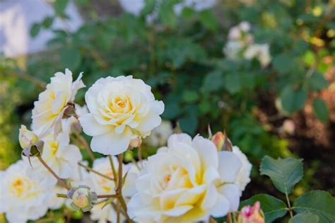Premium Photo Yellow Hybrid Tea Rose