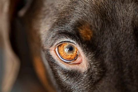 Dans Le Top 10 Des Chiens Les Plus Intelligents Quatre Sont Des Chiens