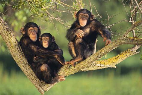 3 Days Chimpanzee Trekking Safari In Kibale Tracking In Kibale Forest