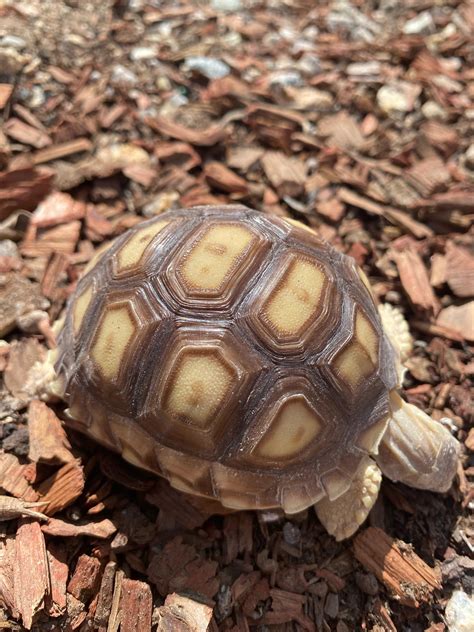 Are My Sulcata Tortoises Pyramiding R Tortoise