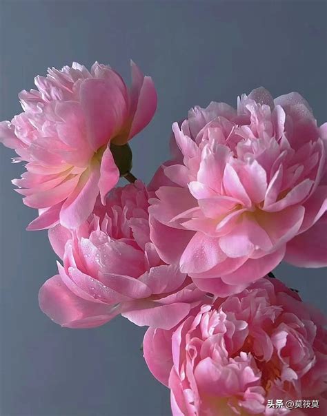 20种不同鲜花的花语，你更喜欢哪一种呢？ 花语 花果之家