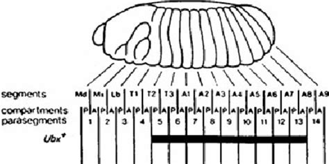 Segments And Parasegments In The Drosophila Embryo From Martinez Arias