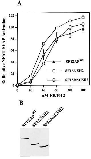The Tandem Sh2 Domains Can Be Fully Replaced By Membrane Recruitment