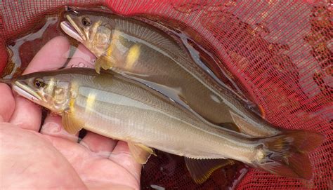 アユ 2016 07 25 WEB魚図鑑