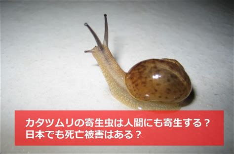 カタツムリの寄生虫は人間にも寄生する？日本でも死亡被害はある？ 生物モラトリアム