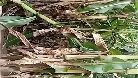 Jerking Off Outdoor In Public Space Xhamster