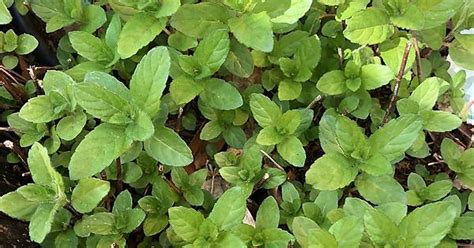 Peppermint Sprouting Album On Imgur