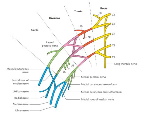 Brachial Plexus Medical Junction