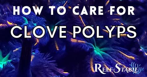Clove Polyp Care Guide Clavulariidae