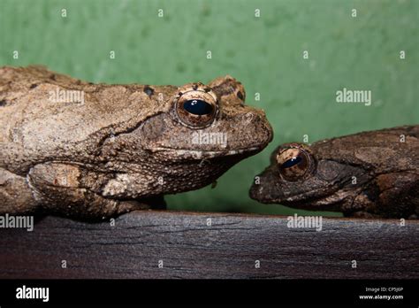 Foam Nest Frogs Hi Res Stock Photography And Images Alamy