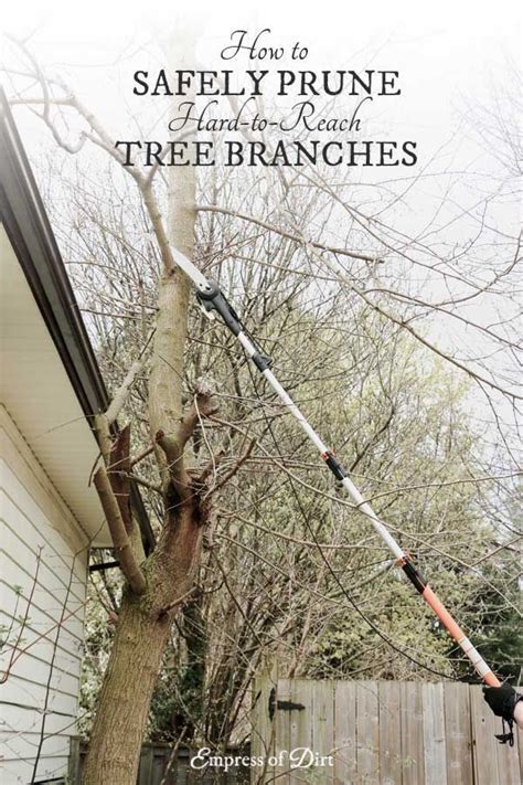 How To Trim Tree Branches Yourself A Step By Step Pruning Guide Artofit