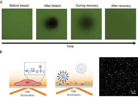 Live Cell Imaging And Fluorescence Microscopy Bally Lab