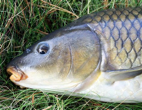 Wild Carp Identification Guide From The Wild Carp Trust Wild Carp Trust