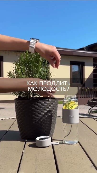 Про РОЗМАРИН и розмариновую кислоту - YouTube