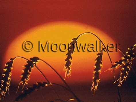 Php User Name As Watermark Stack Overflow