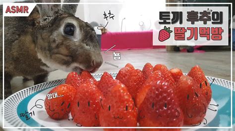 [bunny Asmr] 토끼 후추의 딸기 먹방 Youtube