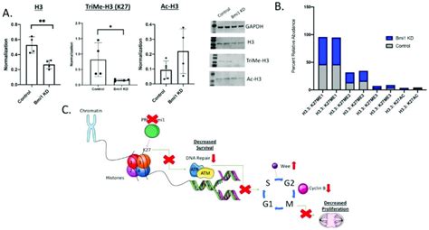 Bmi1 Knockdown Inhibits Differentiation And Modifies The Epigenetic