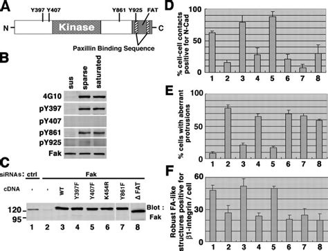 Motifs Required For Fak Functions In Hela Cells A Structure Of Fak