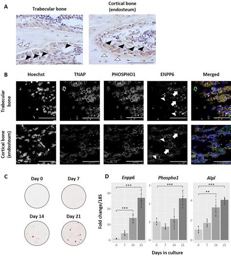Ectonucleotide Pyrophosphatase Phosphodiesterase 6 Enpp6 Is Expressed