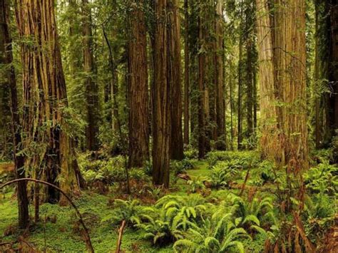 Papel De Parede Floresta Natureza Árvores 3D 3M² Xna217 MadeiraMadeira