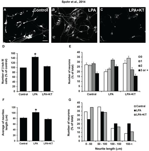 Lpa Treated Astrocytes Induce Neuronal Differentiation Through Pka Download Scientific Diagram