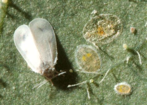Iris Whitefly Aleyrodes Spiroeoides